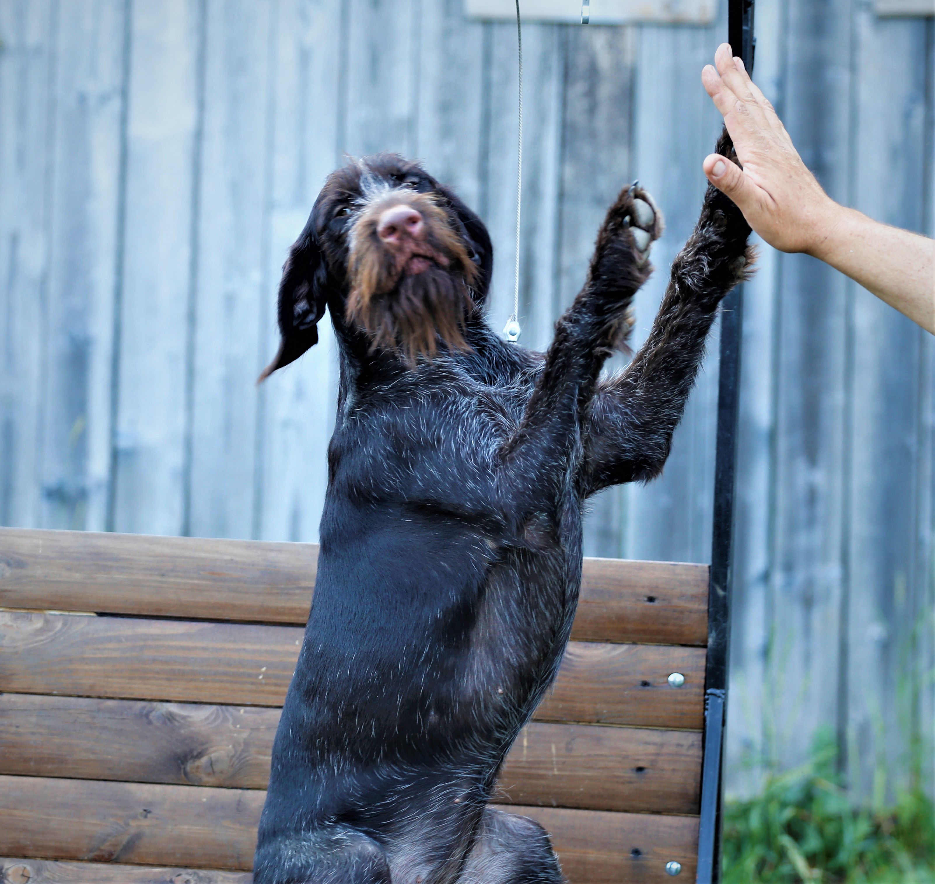 Gretta (Гретта)