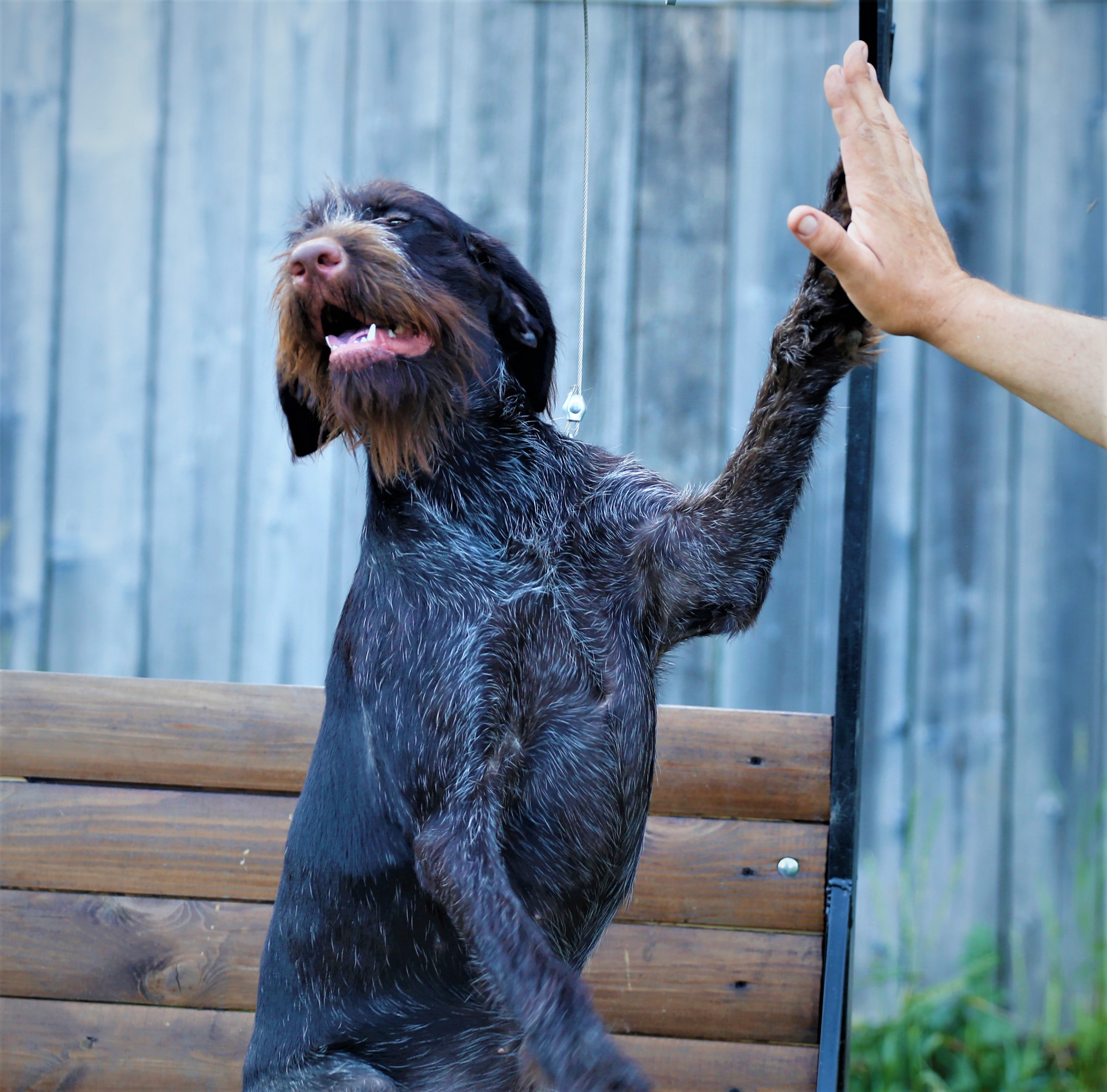 Gretta (Гретта)