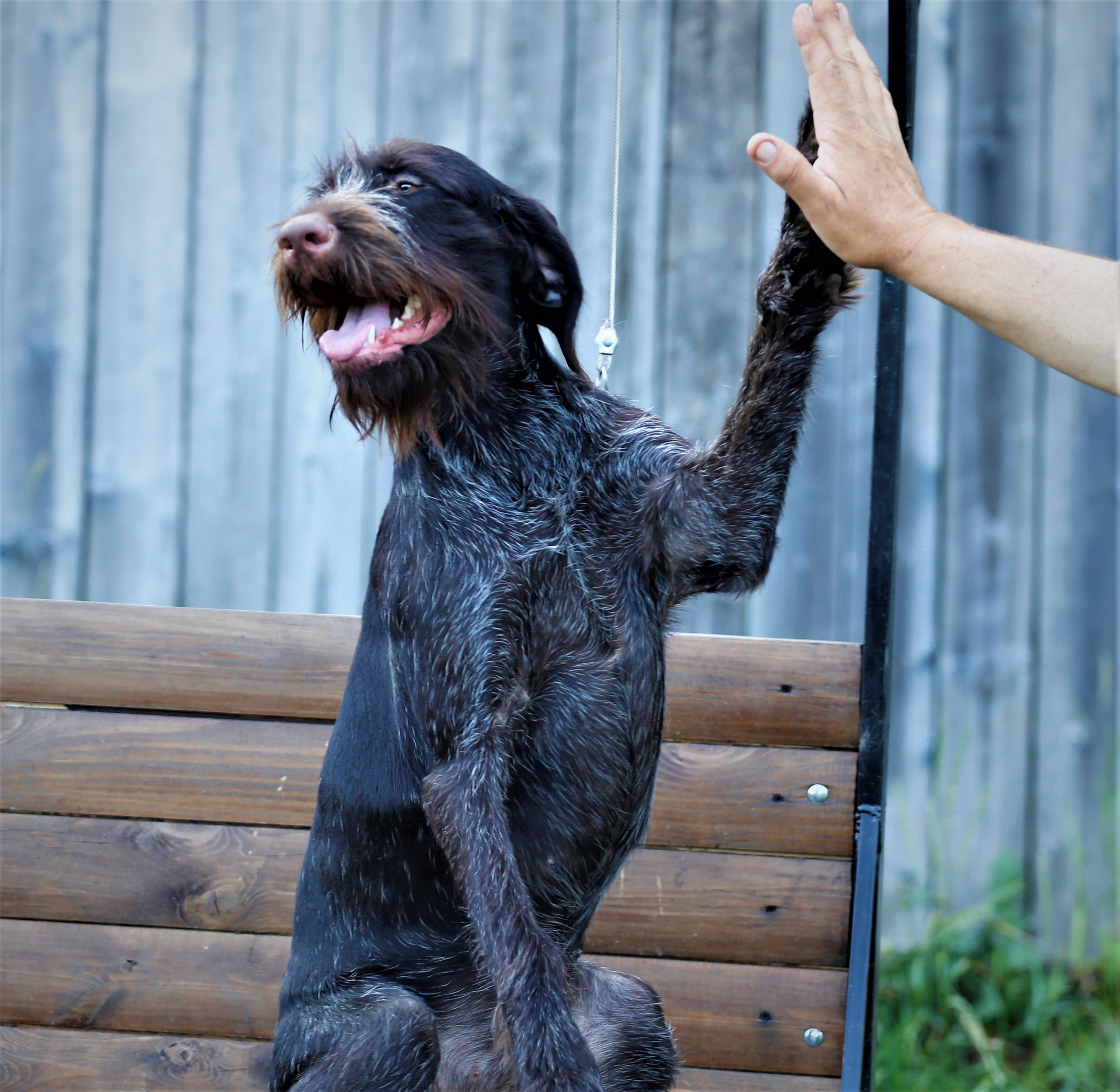 Gretta (Гретта)