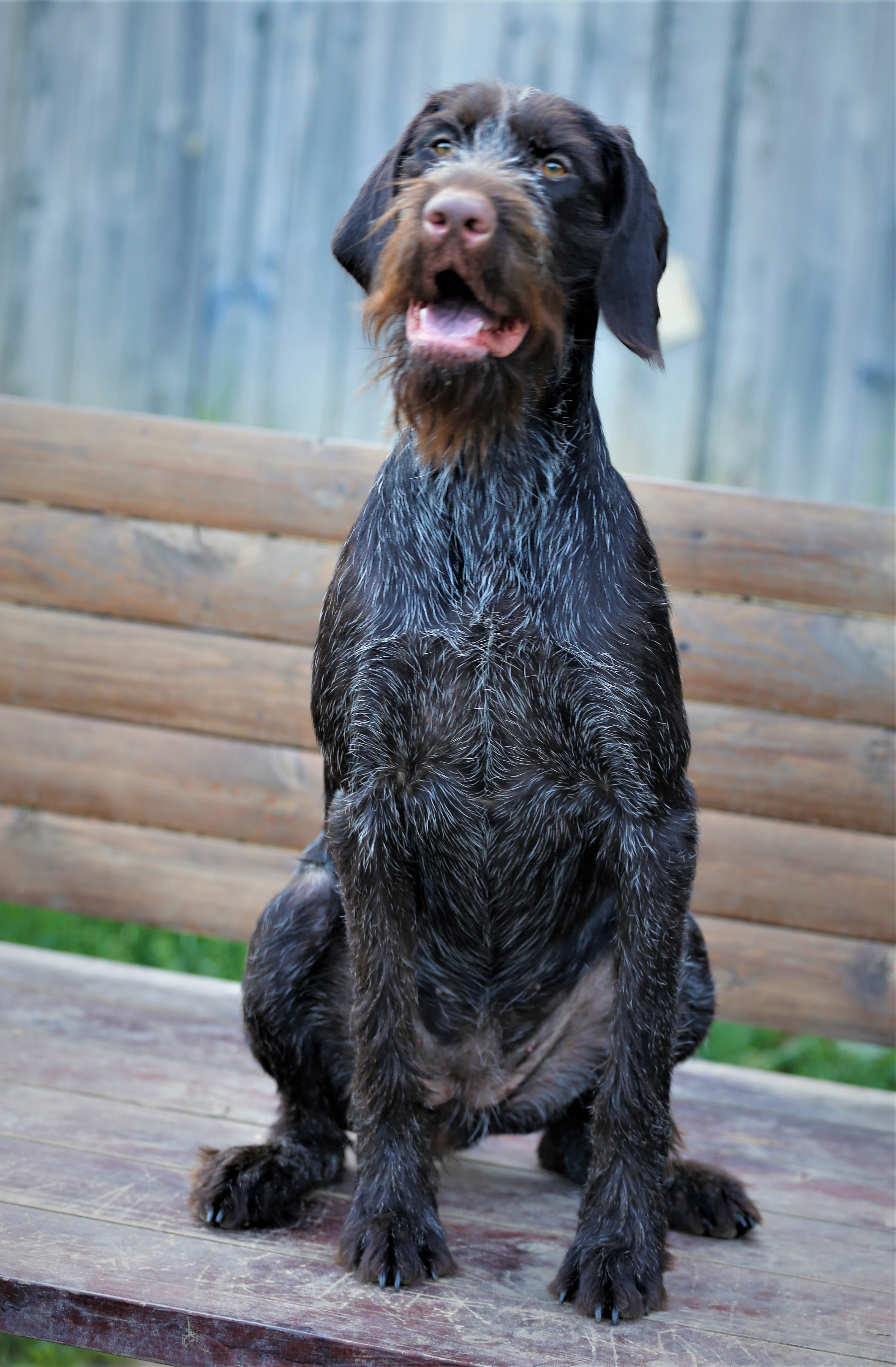 Gretta (Гретта)